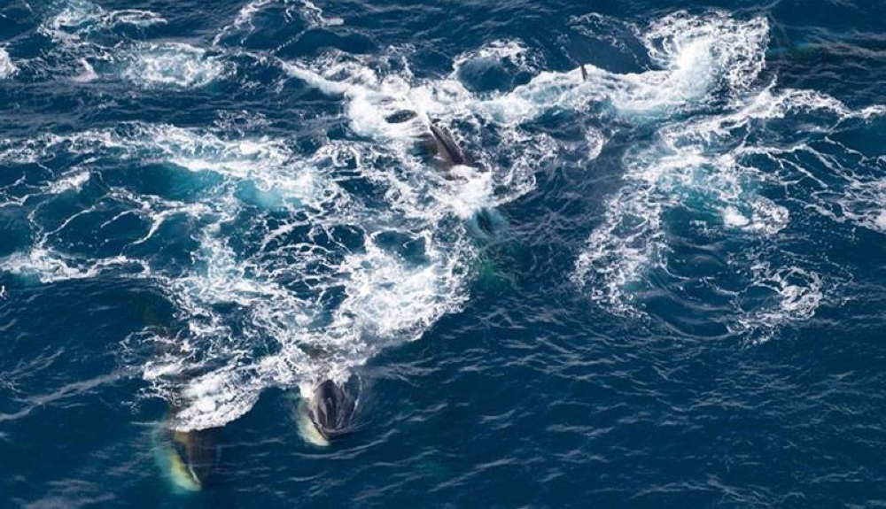 Captan 150 ballenas listas para comer - Diario El Mundo