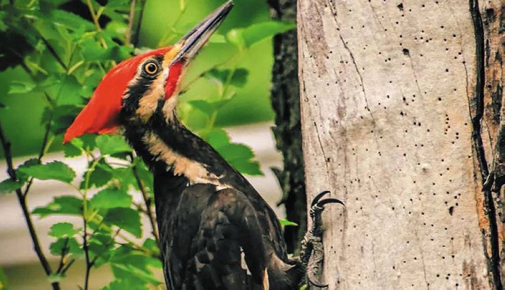 Esta es la verdadera función de la cabeza del pájaro carpintero ...