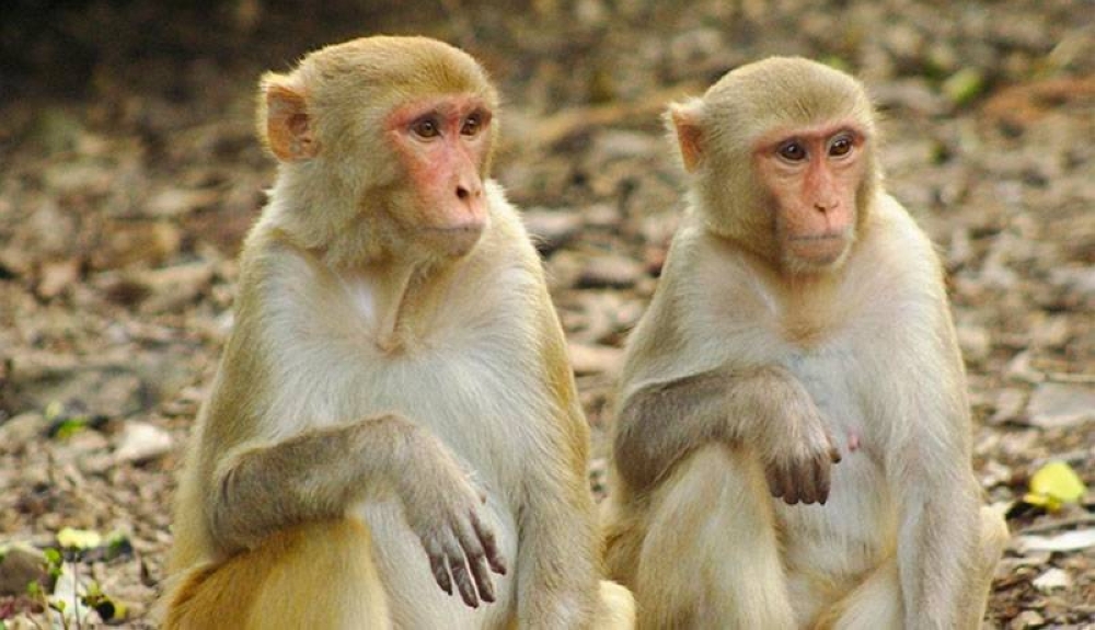 Familia de virus en monos está "preparada para contagiar" a los humanos ...