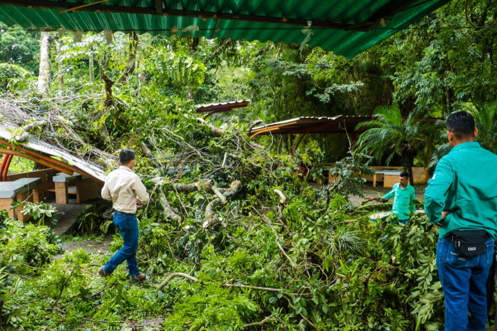 Árboles caídos, infraestructura dañada y desbordamiento de ríos en ...