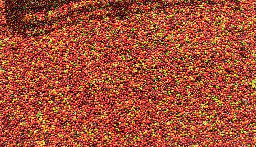 FAO apoya la transformación del café salvadoreño - Diario El Mundo