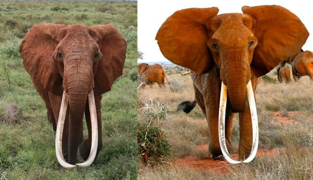 Muere de vieja la elefanta con colmillos más grande de Kenia - Diario ...