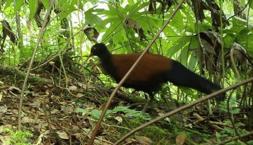 Redescubren especie de faisán vista por última vez hace 140 años ...