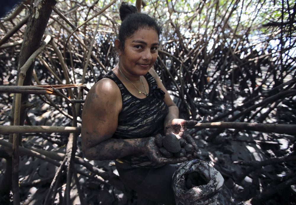 Entre el fango del manglar, mujeres en Nicaragua extraen moluscos para ...