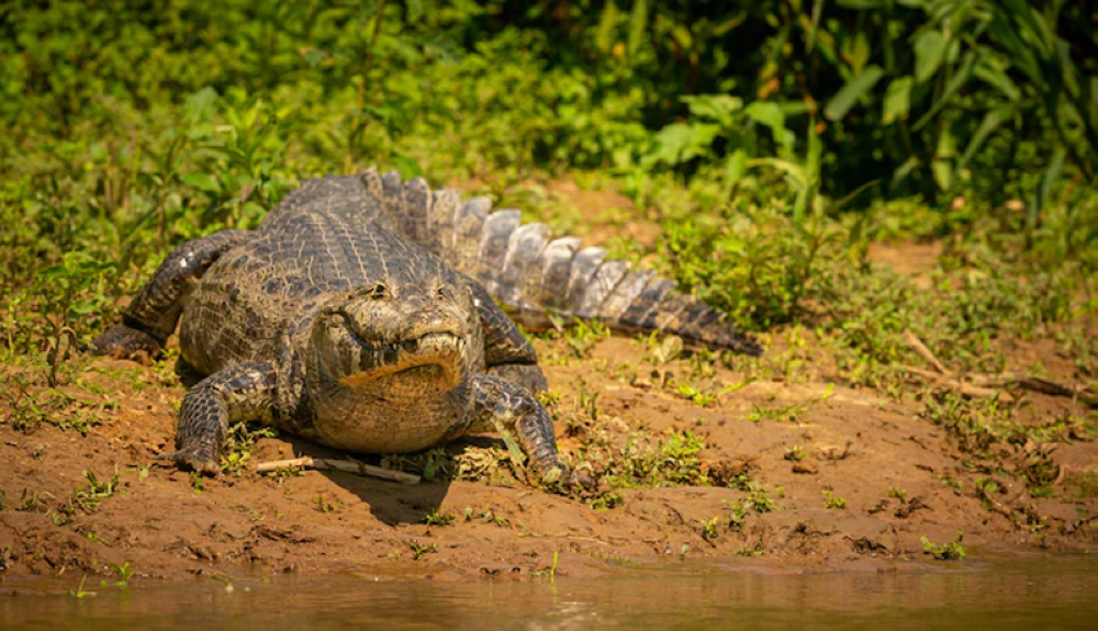Un caimán en estado "letárgico" aparece en un parque de Nueva York ...