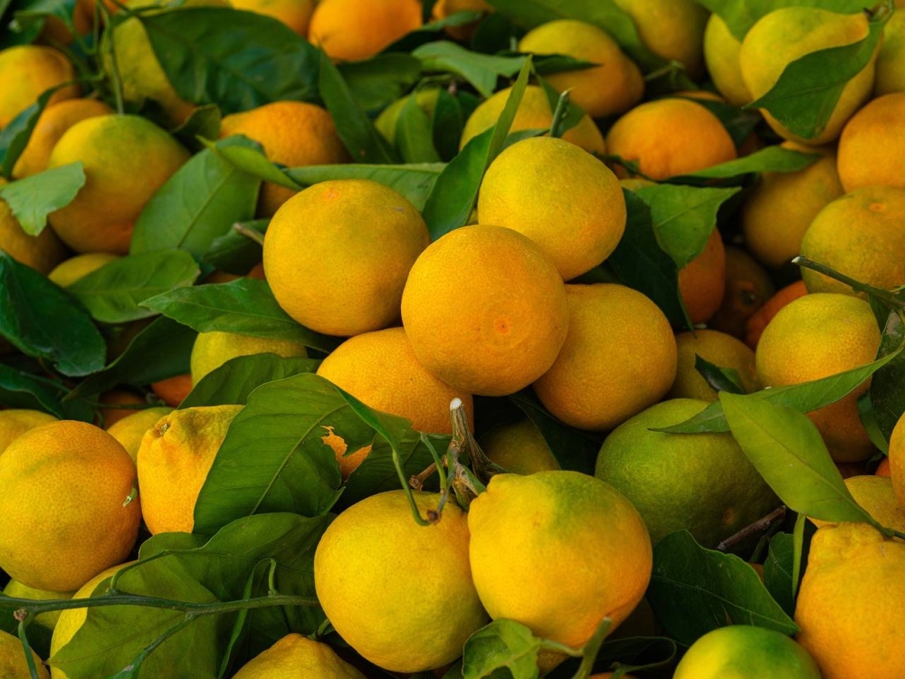 La naranja de Florida, una fruta emblemática en crisis - Diario El Mundo