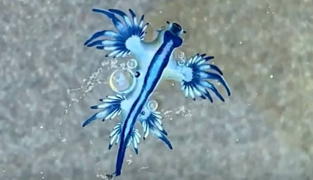 Marn llaman a no tocar estos "dragones azules" reportados en aguas de ...