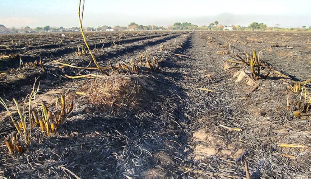 El sector azucarero está en alerta ante el fenómeno de El Niño - Diario ...