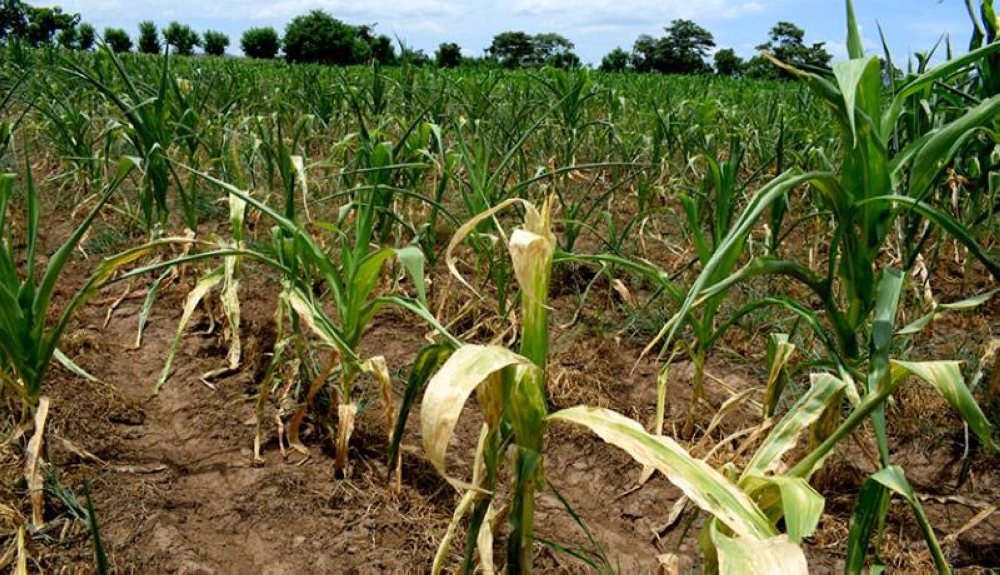 Productores reportan lento crecimiento en las milpas por falta de ...