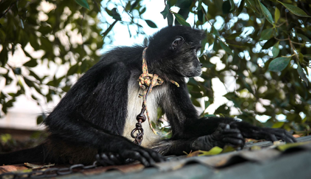 Rescatan a mono araña que mantenían encadenado en una vivienda en La ...