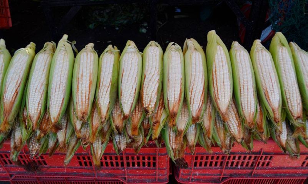 Sube el precio de frijoles y elotes, mientras la sequía amenaza la ...