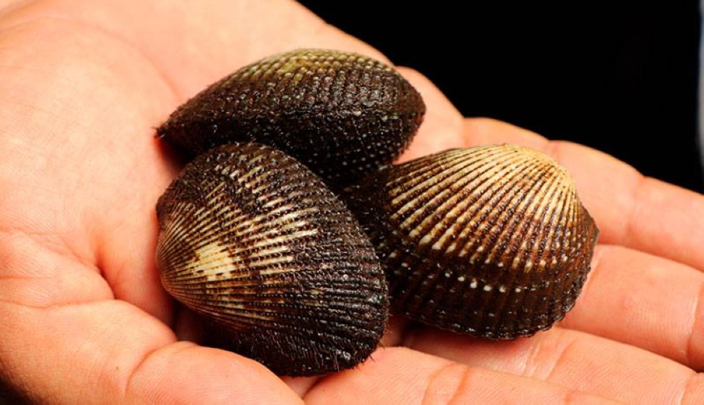 Invertirán cerca de $500,000 para aumentar la producción de curiles ...