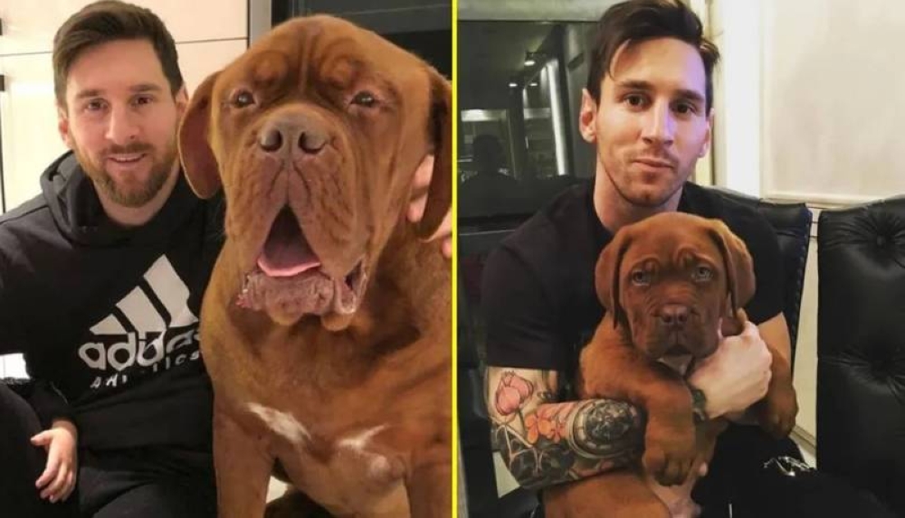 Messi revela dónde y cómo se encuentra "Hulk", su perro de 80 mil ...